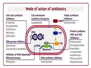 Beta lactam Antibiotics .ppt