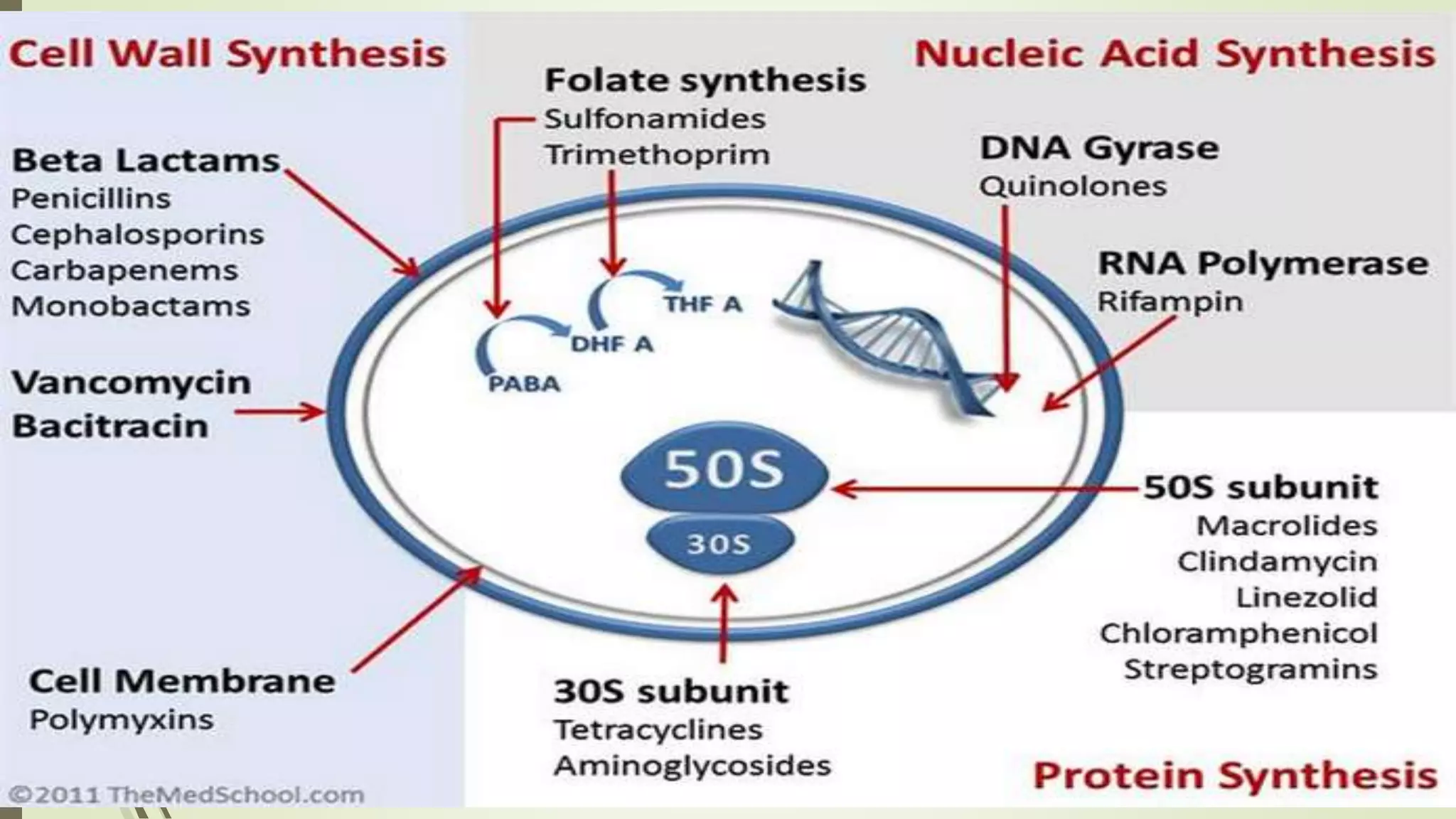 Antibiotics and their mode of action ankush (2019 a109m) | PPTX