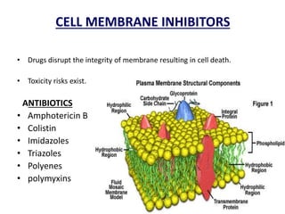 ANTIBIOTICS AND THEIR RESISTANCE MECHANISMS_2011-04-06 11-29-393.pptx ...
