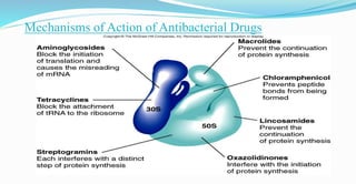 Antibiotics classification, synergism and antagonism | PPTX