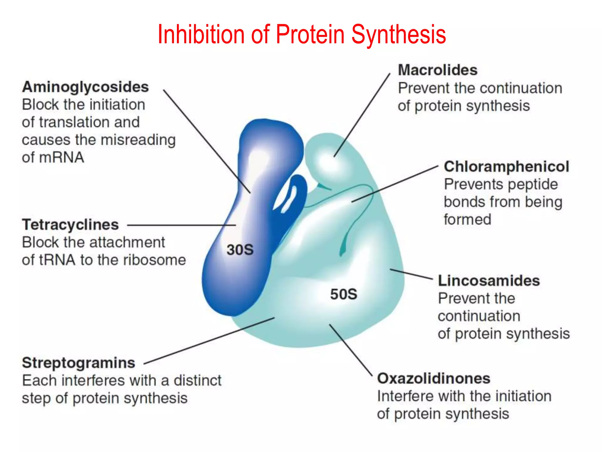 Antibiotics inhibiting protein synthesis 4 lincosamides, streptogramins ...