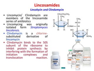 Antibiotics inhibiting protein synthesis 4 lincosamides, streptogramins ...