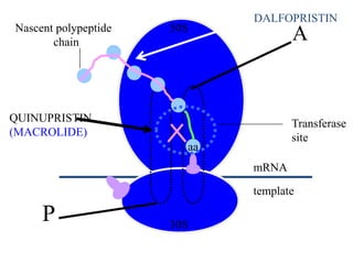 Antibiotics inhibiting protein synthesis 4 lincosamides, streptogramins ...
