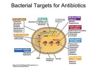Antibiotics Lecture-1-Penicillins.ppt | Pharmaceutical Drugs | Medical Health