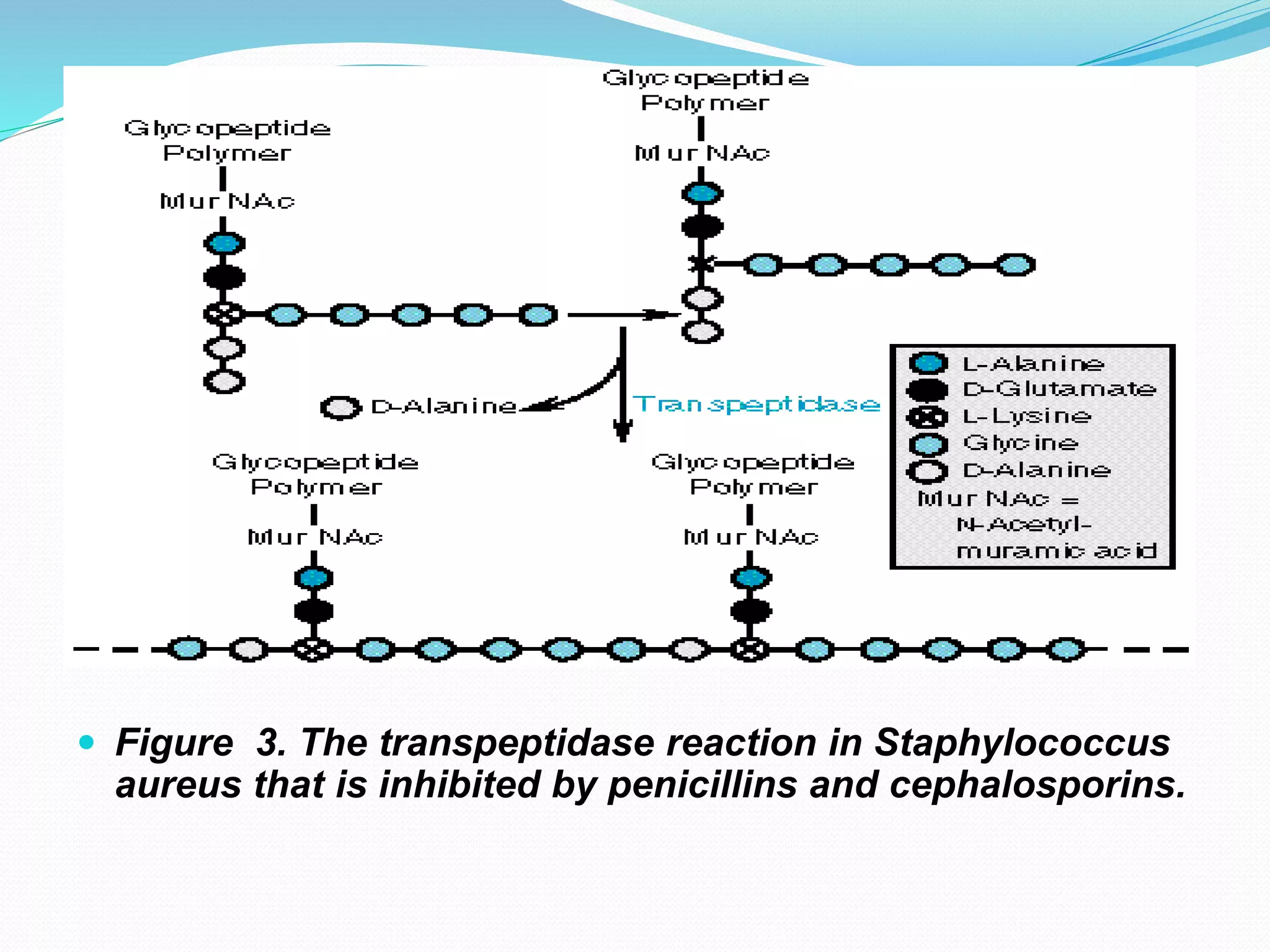 Antibiotics & mechanisms of actions | PPTX