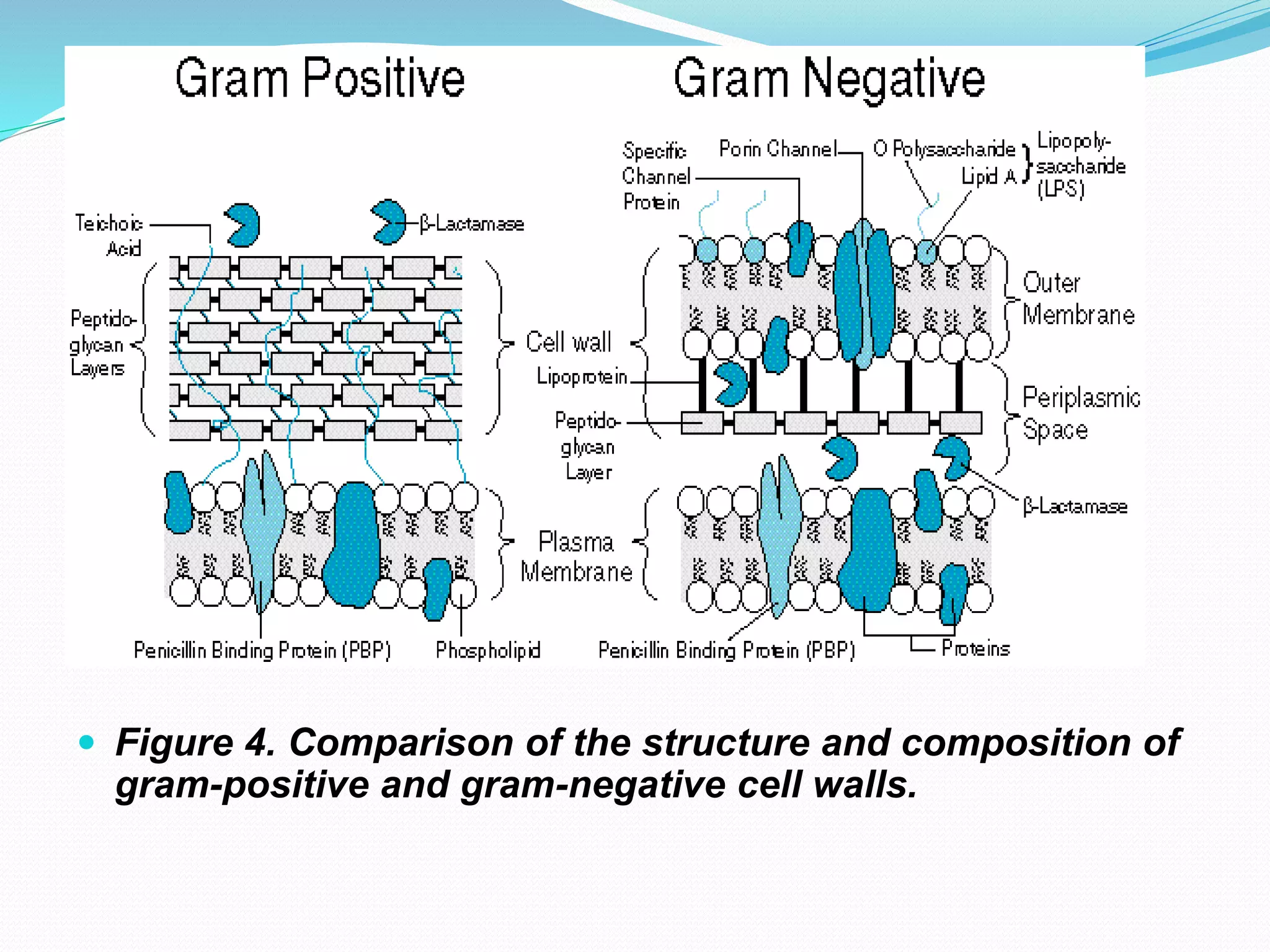 Antibiotics & mechanisms of actions | PPTX