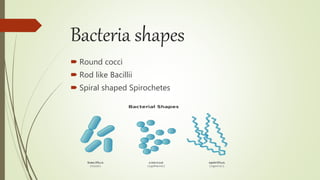 Antibiotics | PPTX
