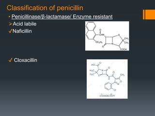 Antibiotics Penicillin (1).pptx