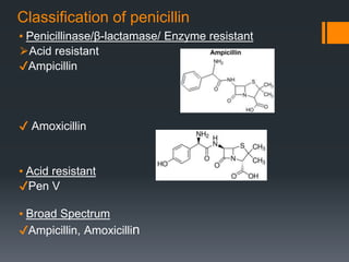 Antibiotics Penicillin (1).pptx