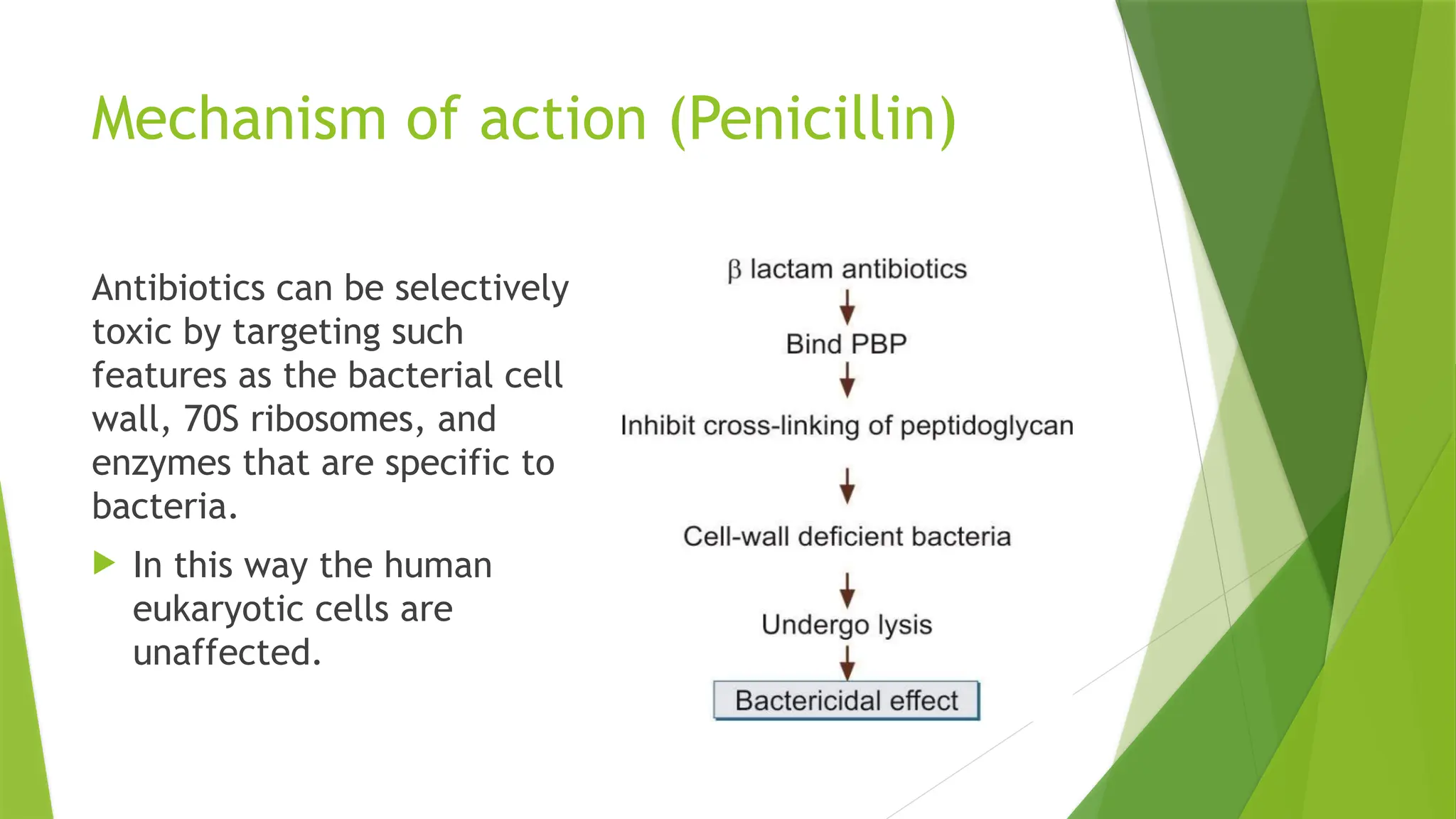 ANTIBIOTICS PRODUCTION penicillin...pptx