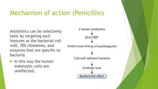 ANTIBIOTICS PRODUCTION penicillin...pptx