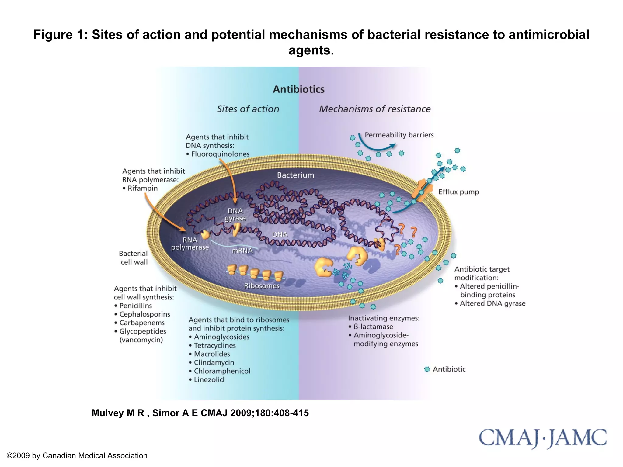 Antibiotics resistance lecture | PPT