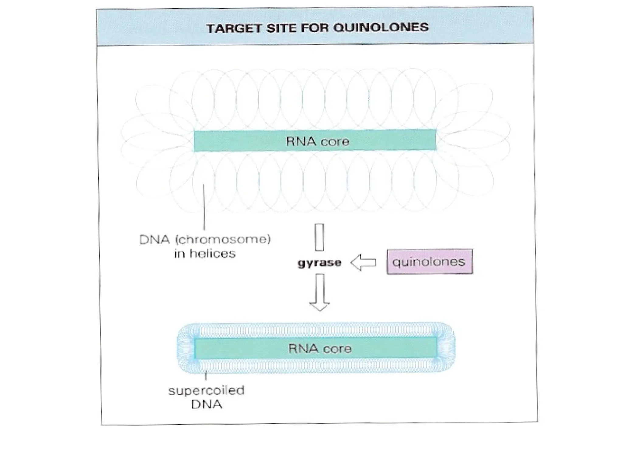 Antibiotics & Selective Chemotherapy.ppt