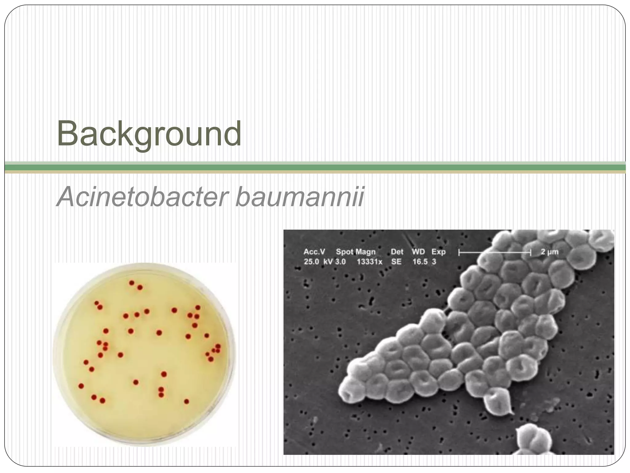 Antibiotic susceptibility of multidrug-resistant nosocomial bacteria ...