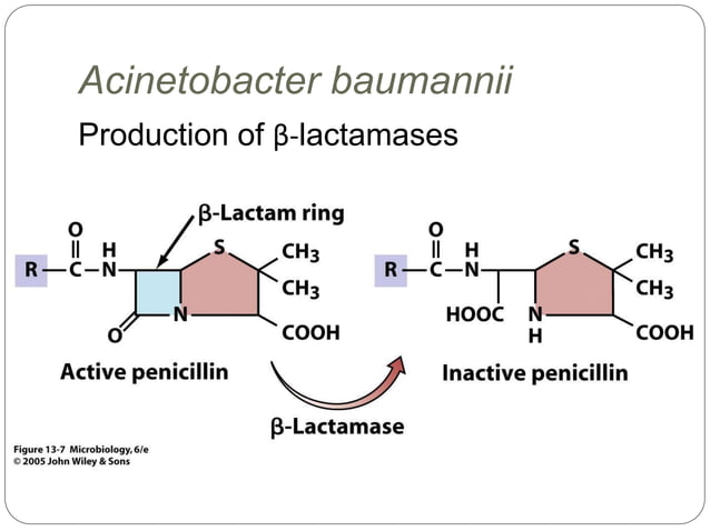 Antibiotic susceptibility of multidrug-resistant nosocomial bacteria ...