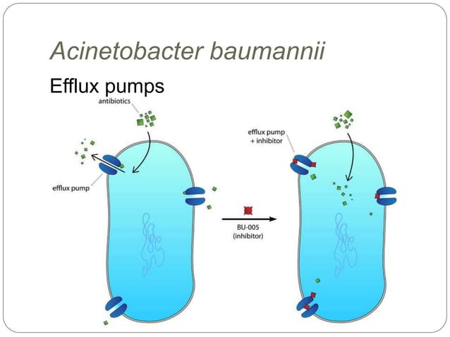 Antibiotic susceptibility of multidrug-resistant nosocomial bacteria ...
