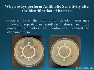 Antibiotic Sensitivity test (AST) | PDF