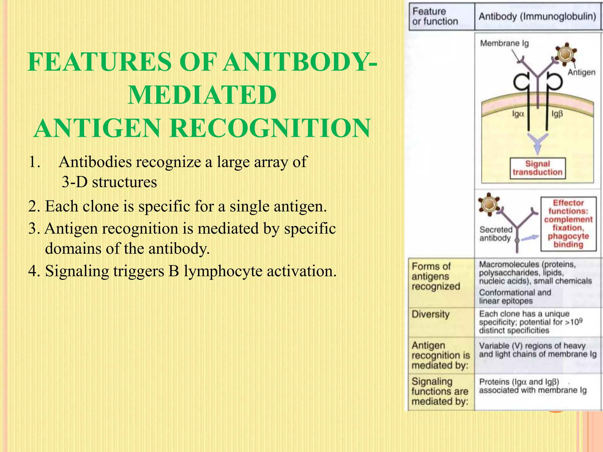Antibodies | PPTX | Infectious Diseases | Diseases and Conditions