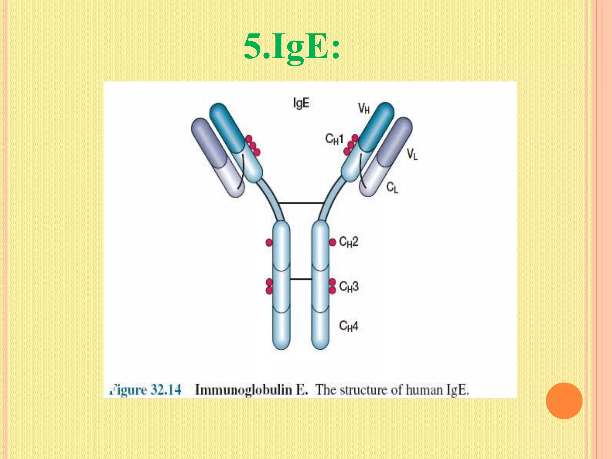 Antibodies | PPTX | Infectious Diseases | Diseases and Conditions