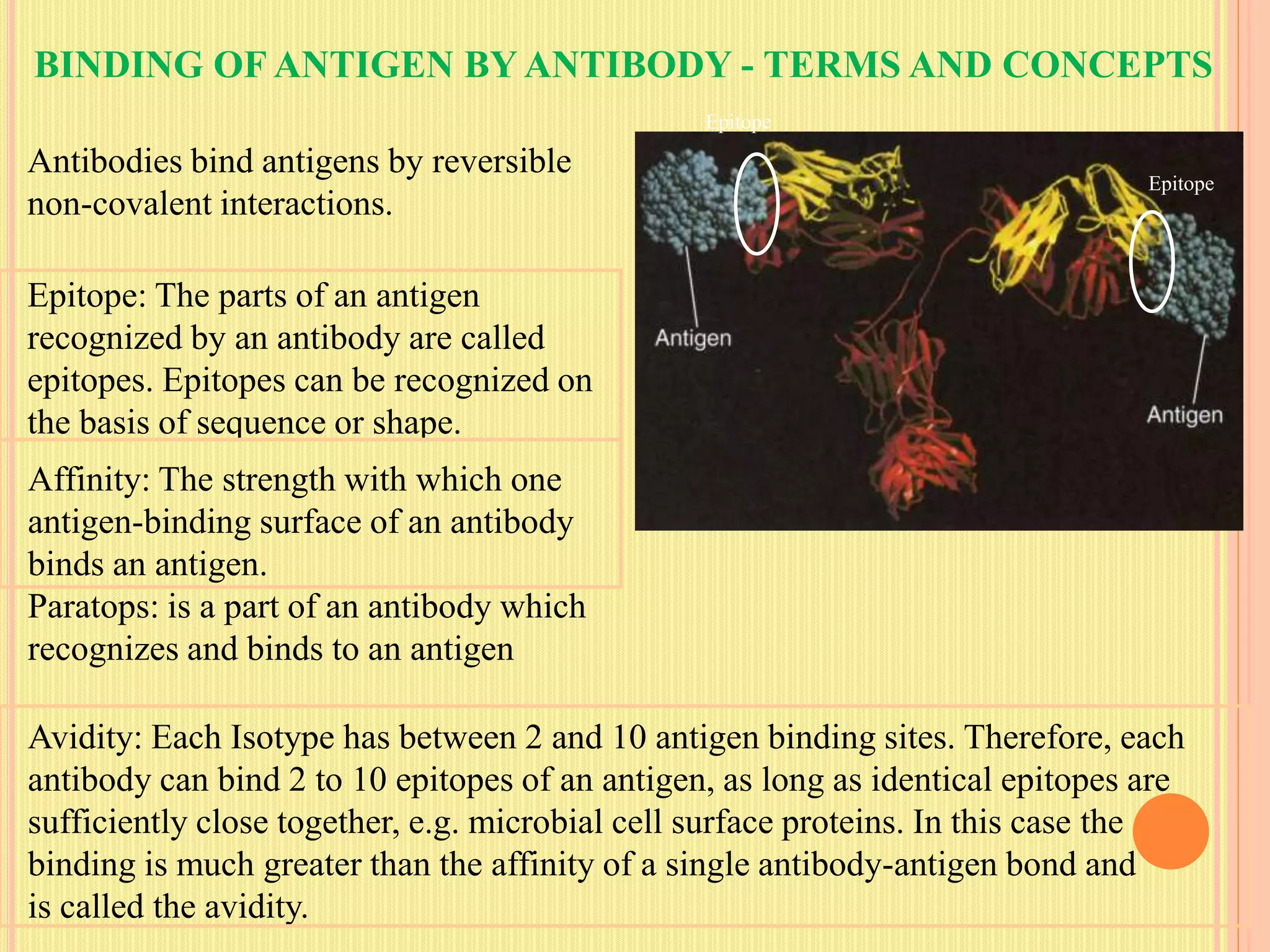 Antibodies | PPTX