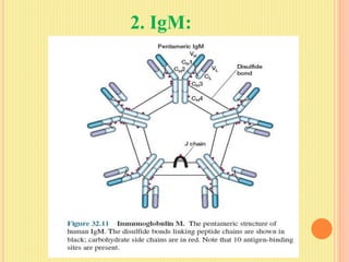 Antibodies | PPT