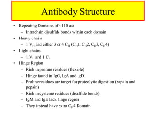 Antibodies | PPT