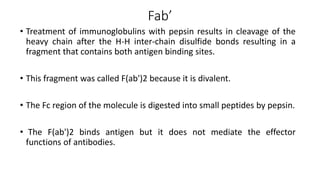Antibodies | PPT