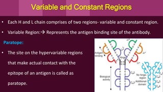 Antibodies.pptxa.pptx