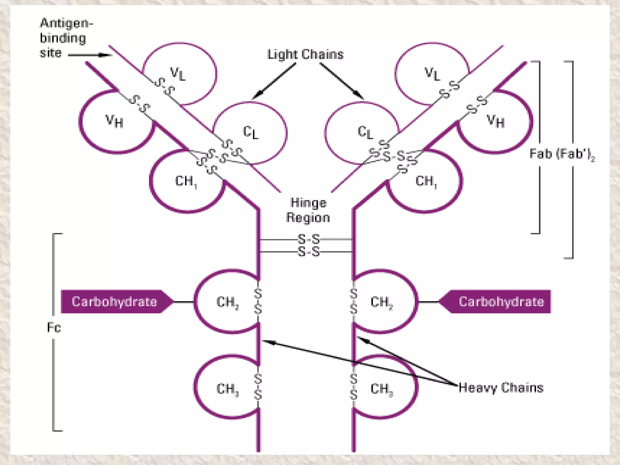 Antibodies and their types with functions | PPTX