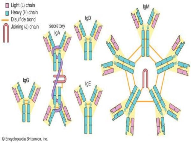 Antibodies and their types with functions | PPTX | Chemistry | Science