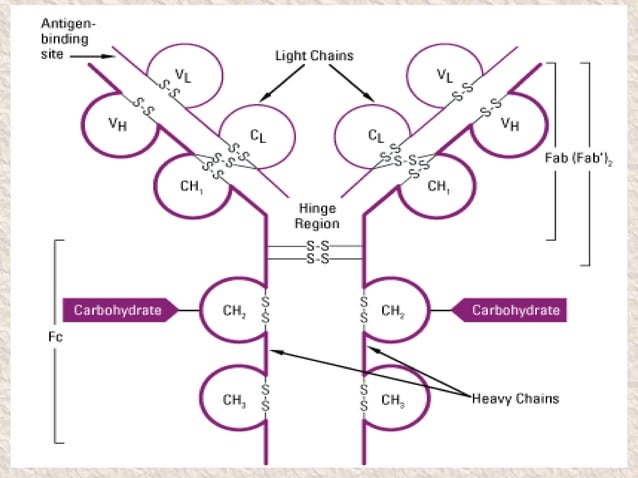 Antibodies and their types with functions | PPTX | Chemistry | Science