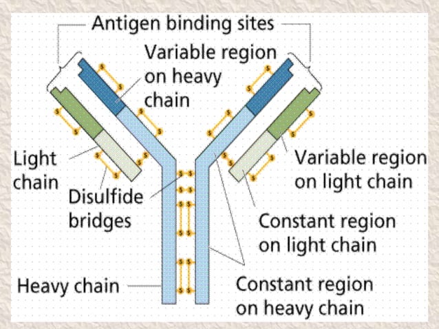 Antibodies and their types with functions