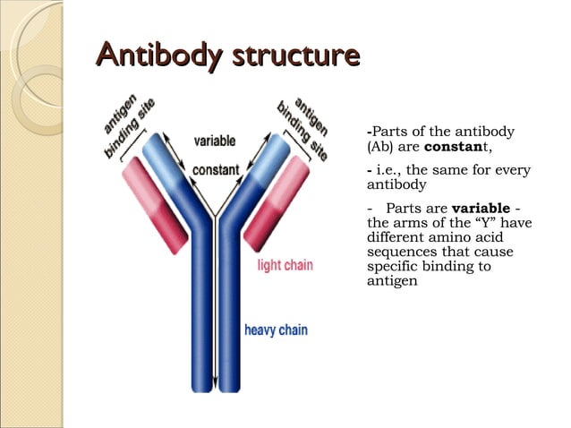 Antibodies Productions | PPT