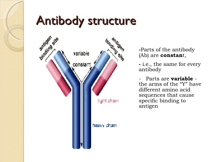 Simple Antibody Structure