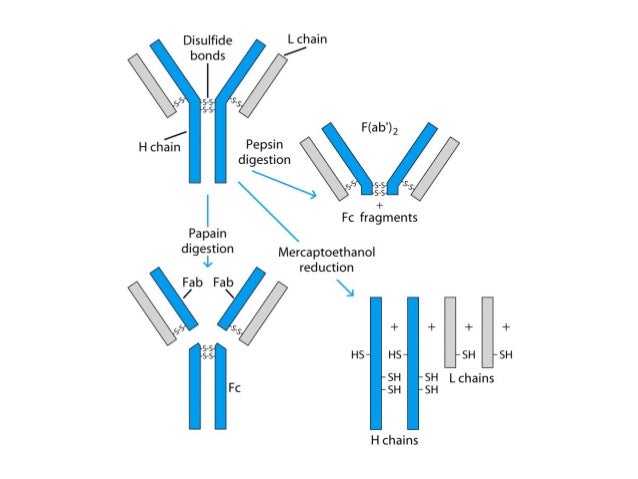 Antibodies chpt 4