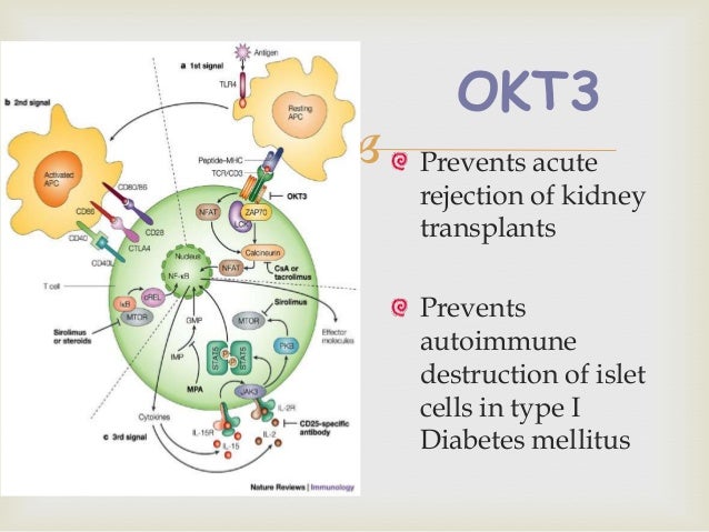 Antibodies drug delivery system