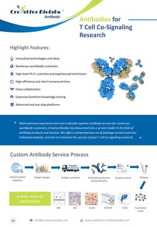 CD96 antibody for t cell co signaling research