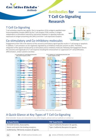 CD96 antibody for t cell co signaling research | PDF