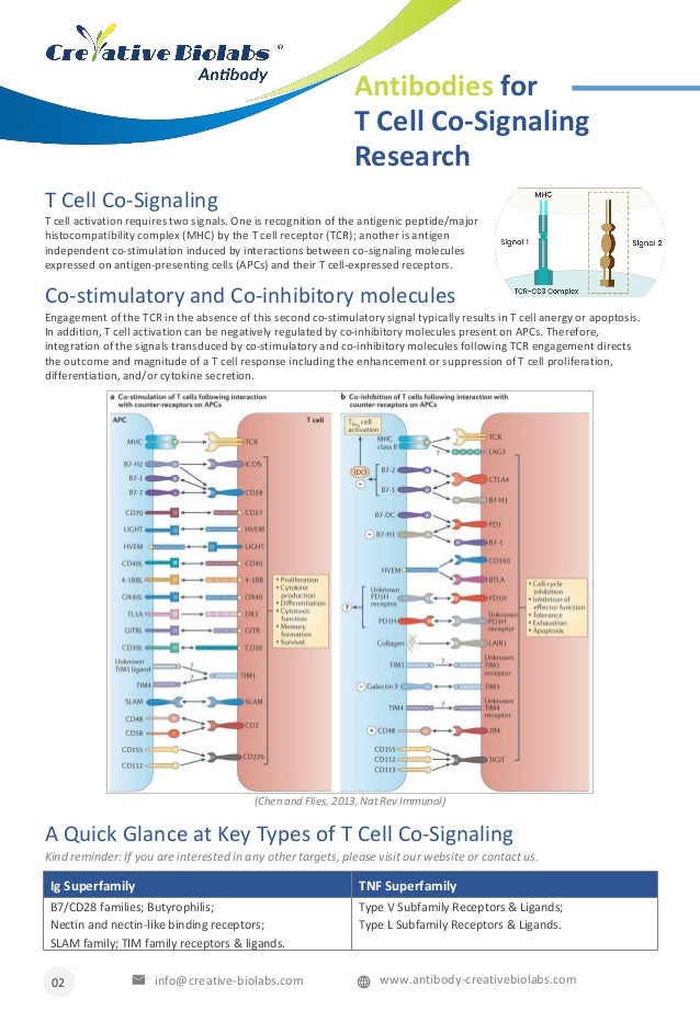 CD96 antibody for t cell co signaling research