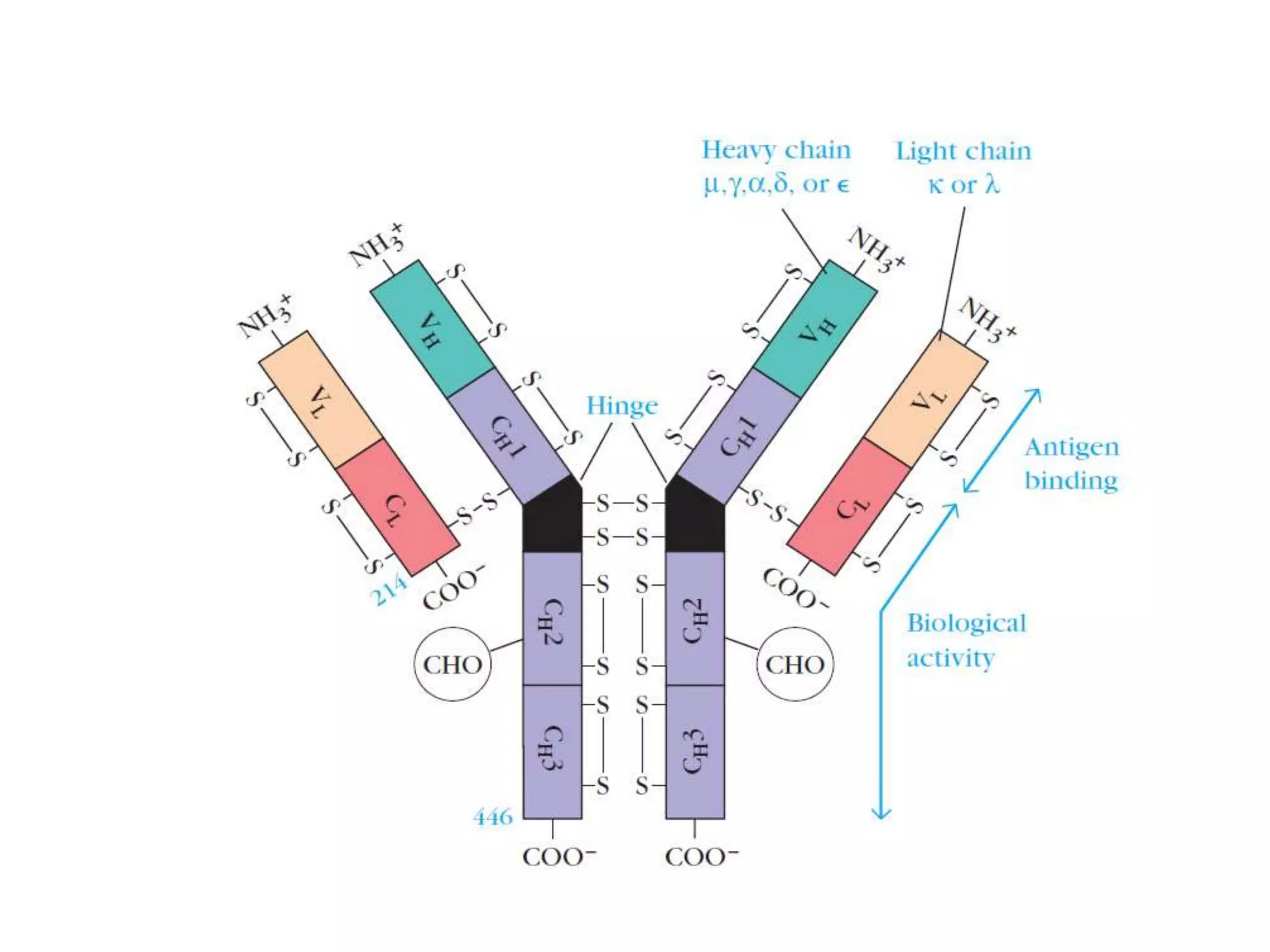 Antibodies classes and function | PPTX