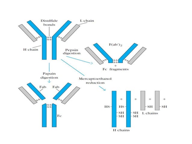 Antibodies classes and function | PPTX