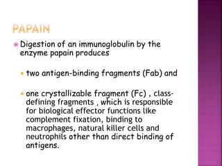 Antibodies (immunoglobulin) | PPTX
