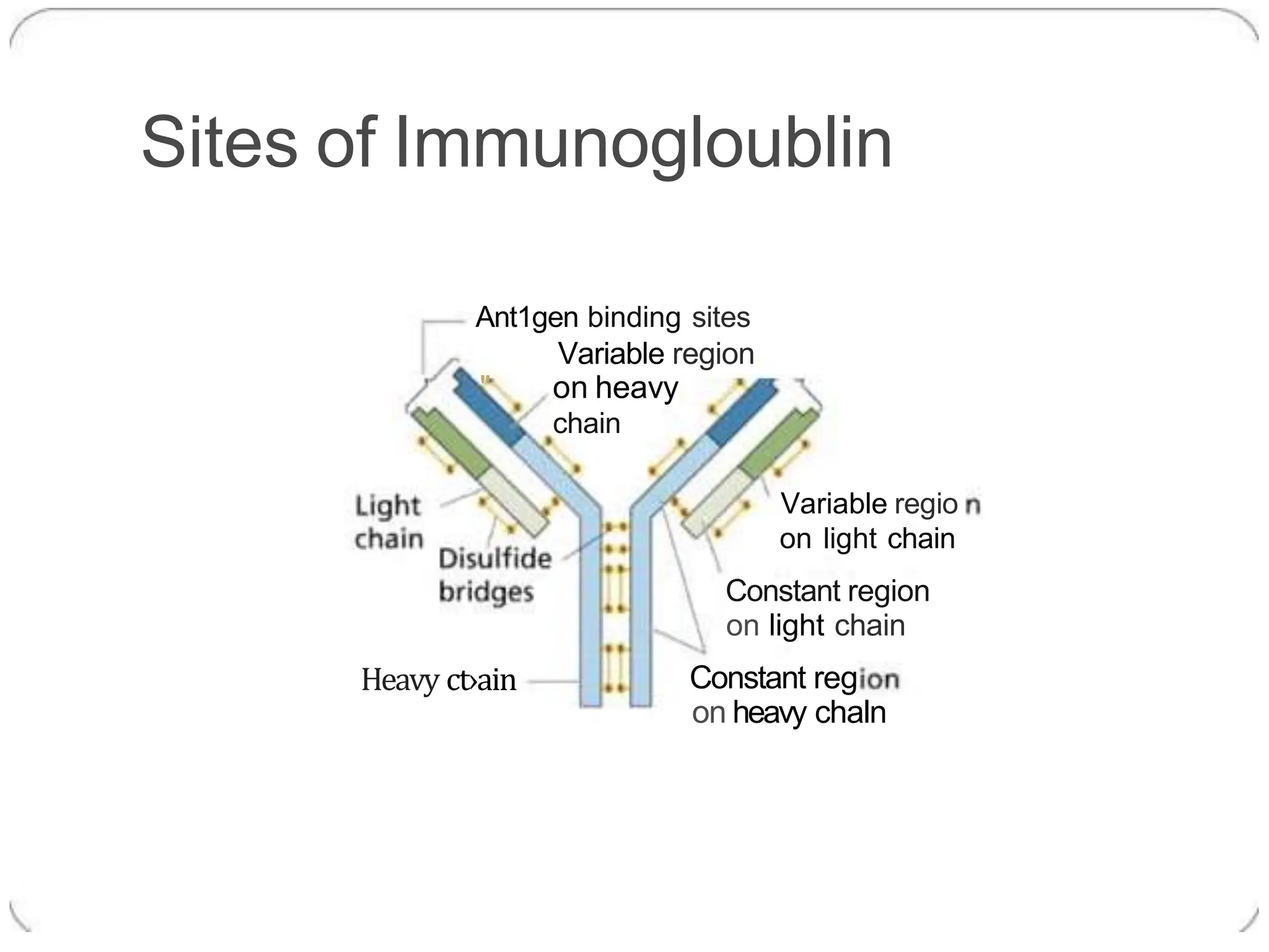 ANTIBODIES ,STRUCTURE AND ITS FUNCTIONS | PPTX