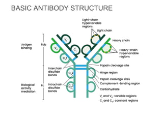 ANTIBODIES ,STRUCTURE AND ITS FUNCTIONS | PPTX