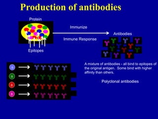 Antibodies Production.ppt