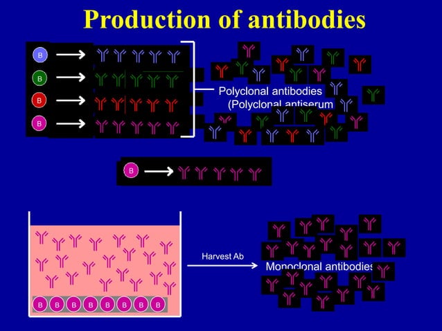 Antibodies Production.ppt | Chemistry | Science