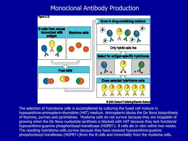 Antibodies Production.ppt | Chemistry | Science
