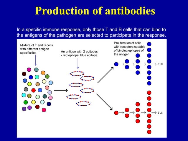 Antibodies Production.ppt | Chemistry | Science