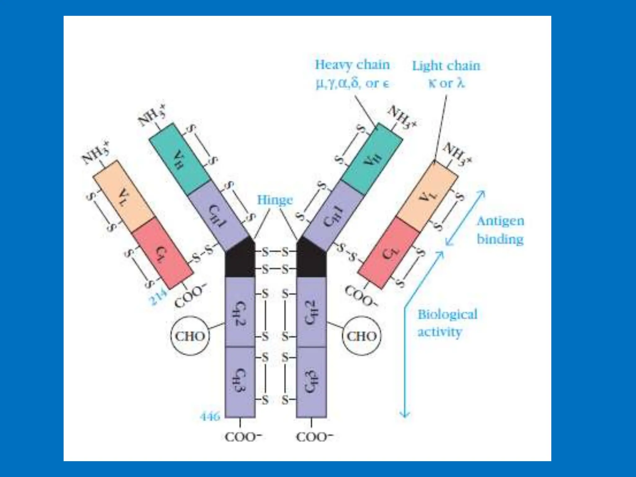 Antibodies structure - a brief vision of inmune system.ppt