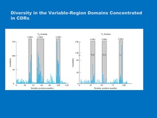 Definition of antibody and immunology types | PPT